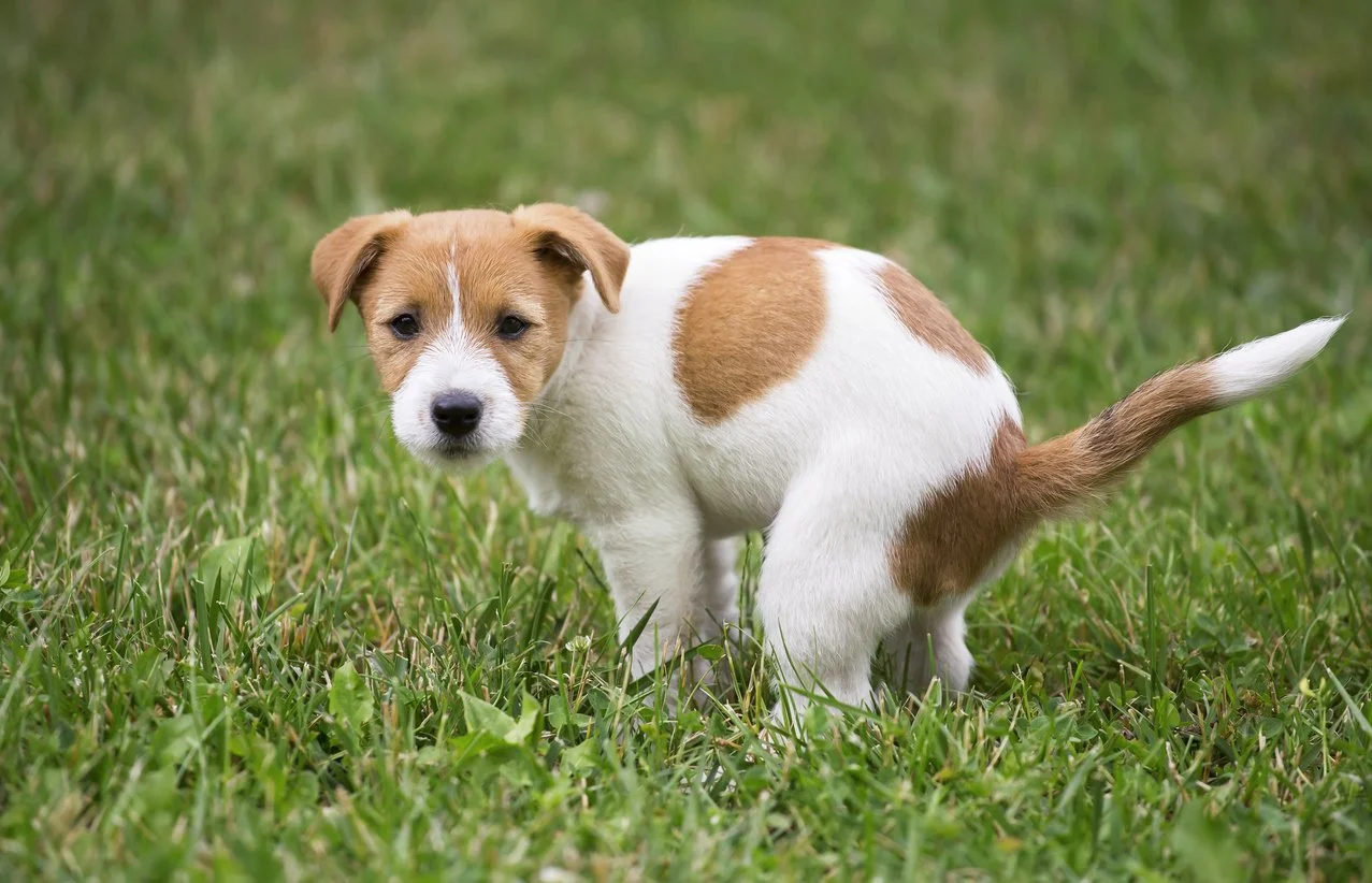 Purina Fecal Scoring Chart for Dog and Cat Health — Chi Hospital