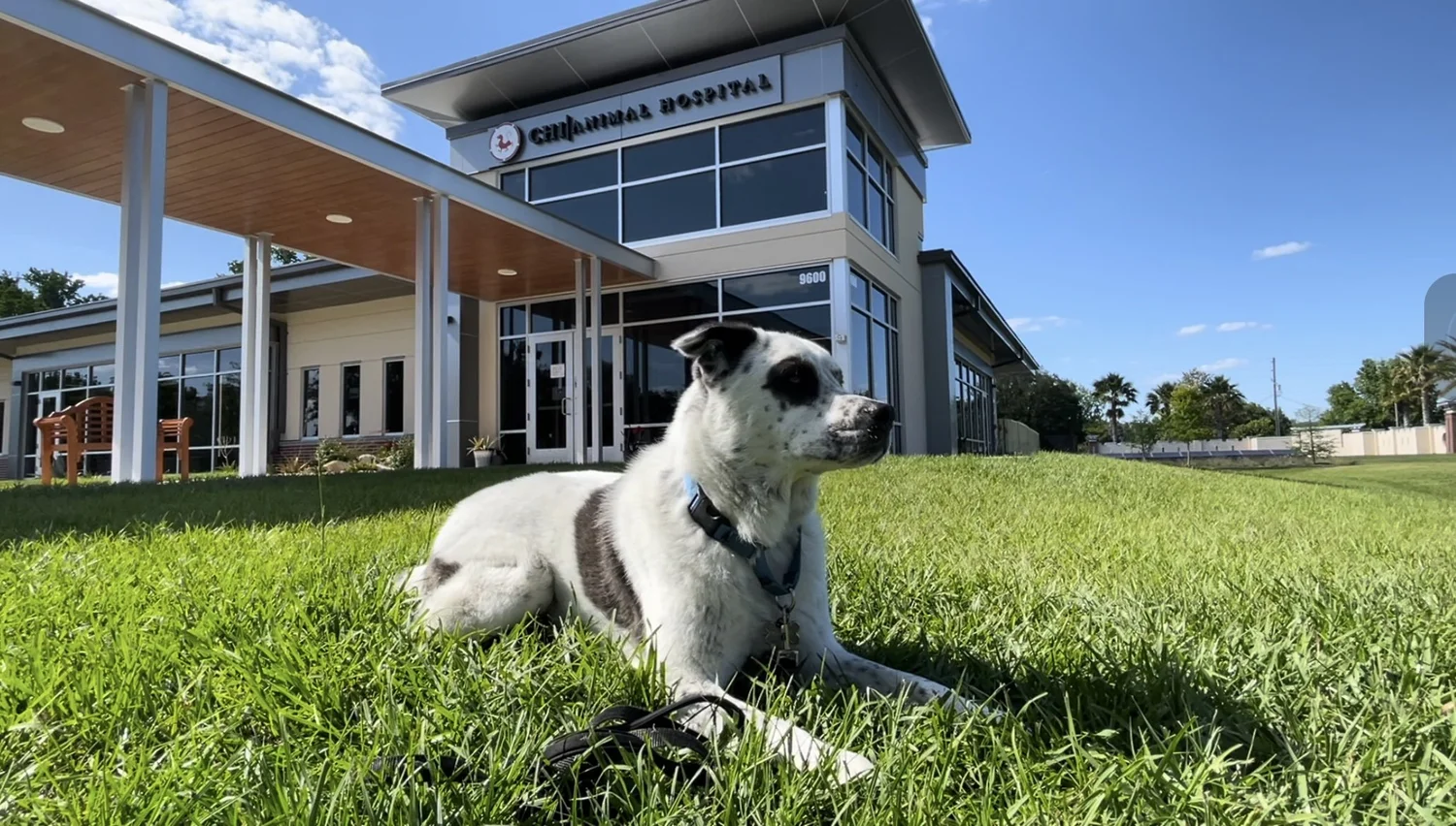 Veterinary Resources for Pet Health Tips — Chi Hospital