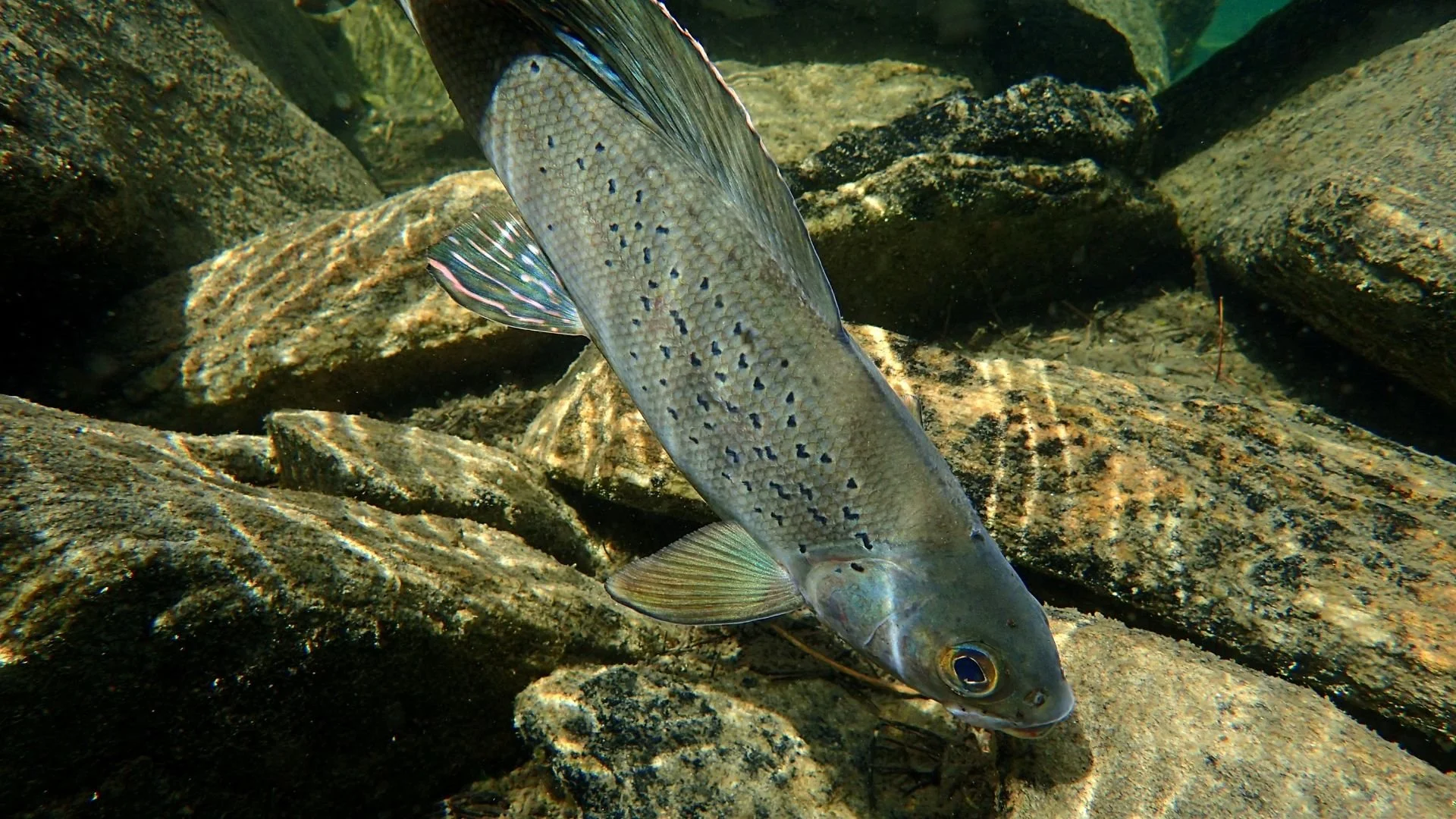 Arctic Grayling Fishing in Katmai National Park — Katmai Fishing Guides