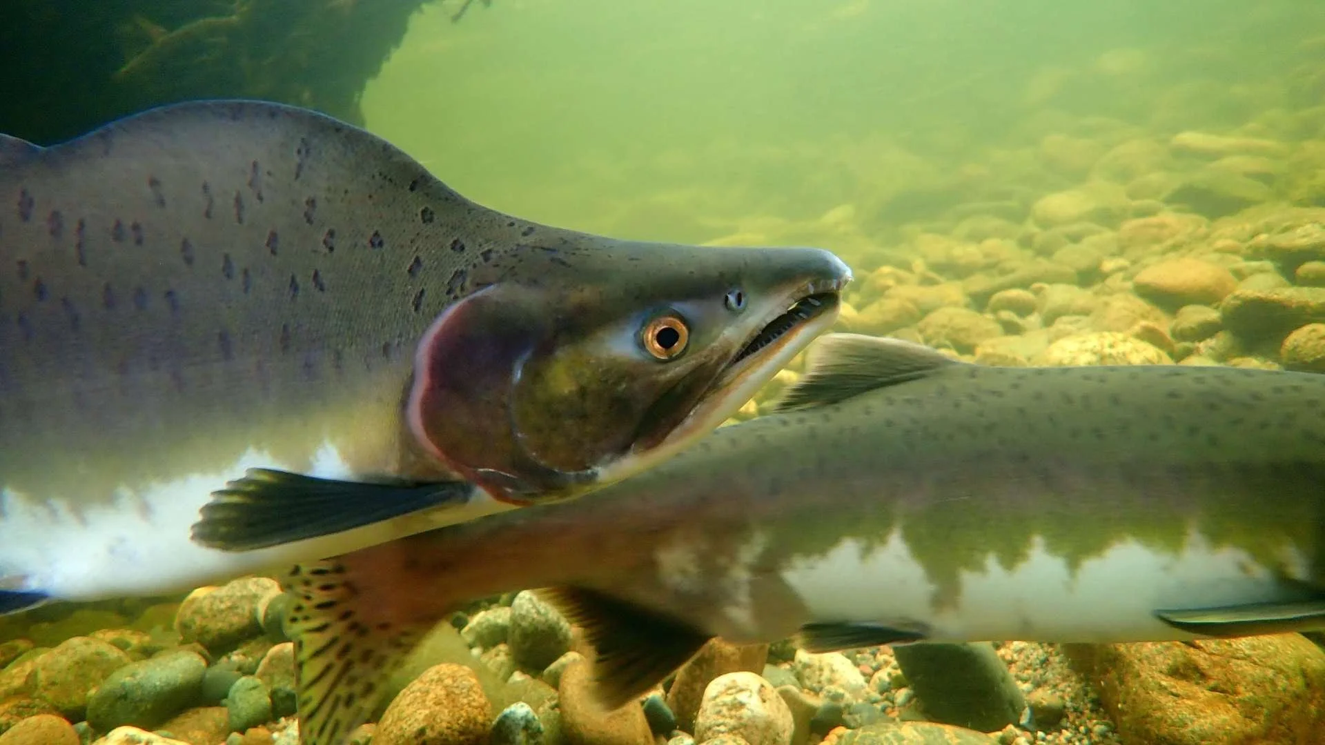 The Alaskan Salmon runs: A complete guide from an Alaskan Fishing Guide ...