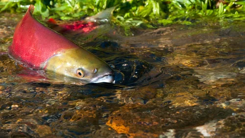 The Alaskan Salmon runs: A complete guide from an Alaskan Fishing Guide ...