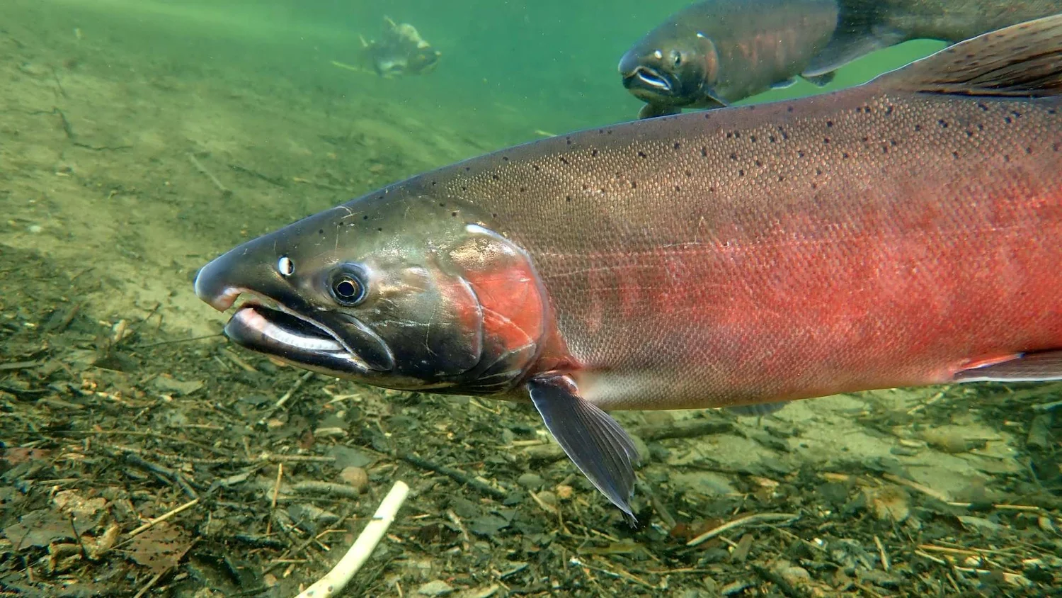 The Alaskan Salmon runs: A complete guide from an Alaskan Fishing Guide ...