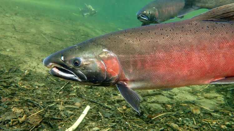 The Alaskan Salmon runs: A complete guide from an Alaskan Fishing Guide ...