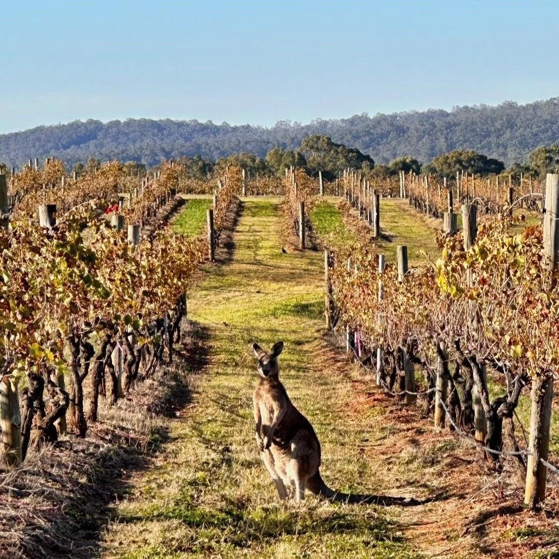 F.A.Qs — Hunter Valley Private Wine Tours & Transfers