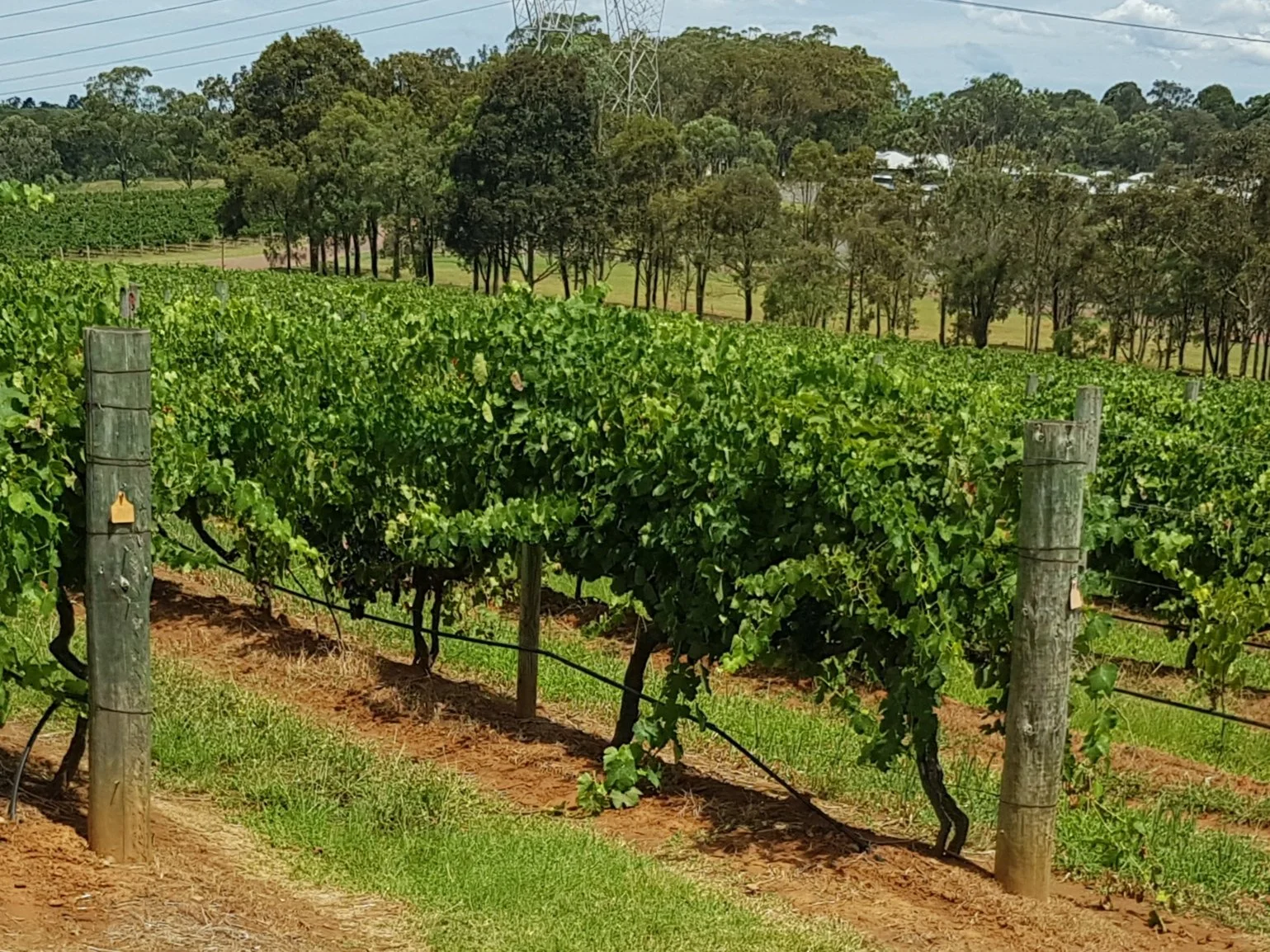 Hunter Valley Private Wine Tours & Transfers