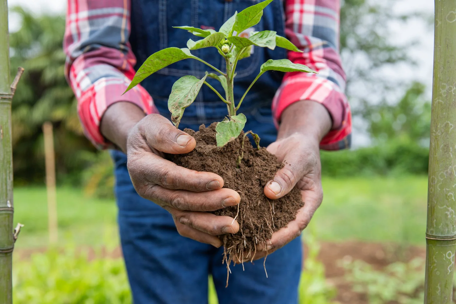 green organic fertilizer