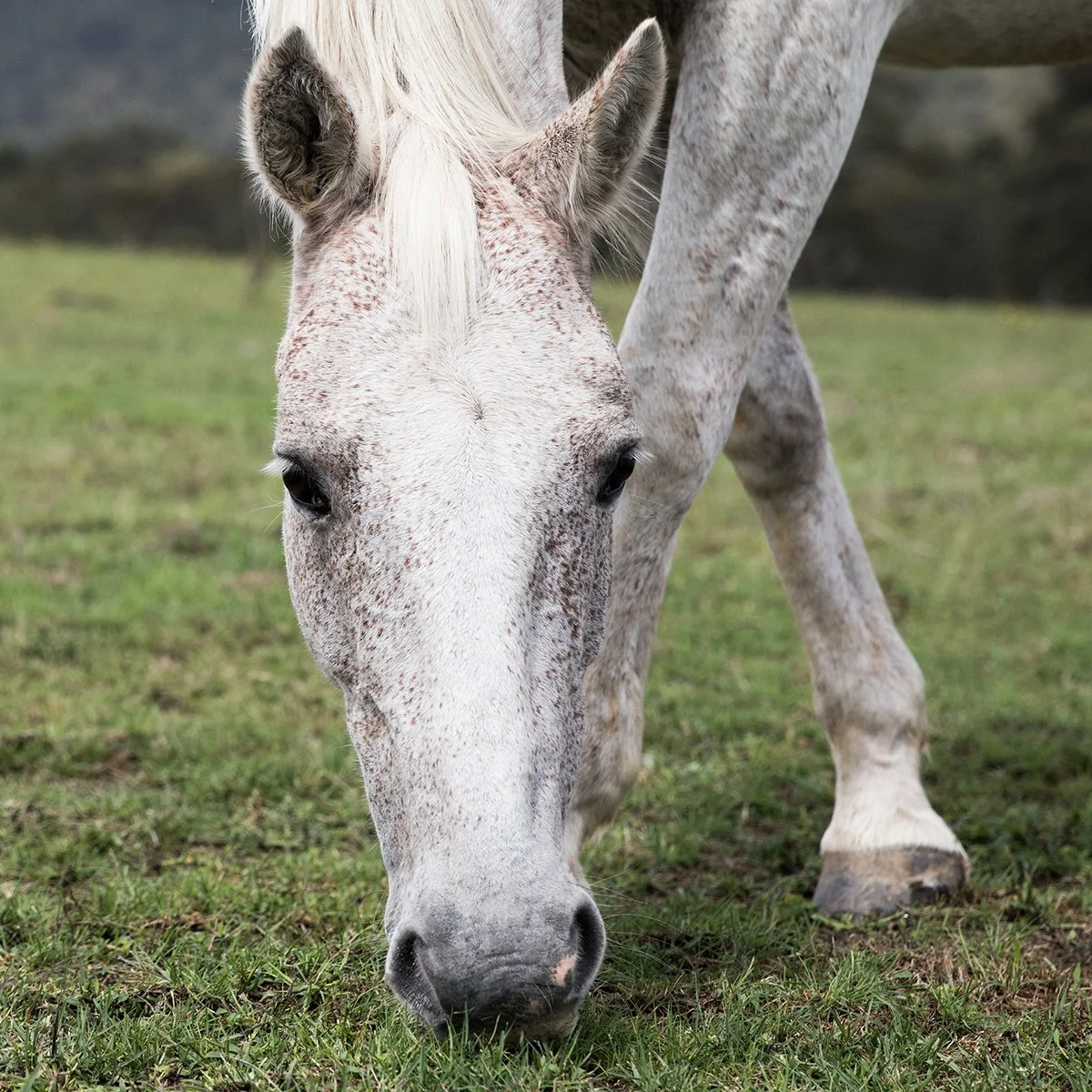 Blue Mountains Horse Riding | Centennial Glen Stables