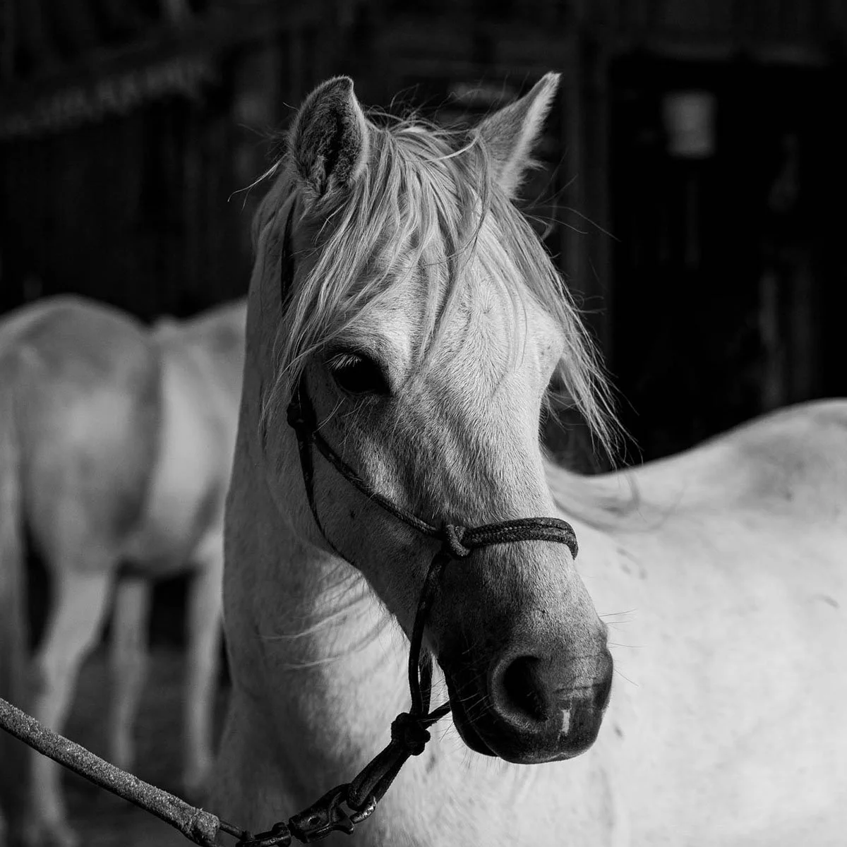 Blue Mountains Horse Riding | Centennial Glen Stables