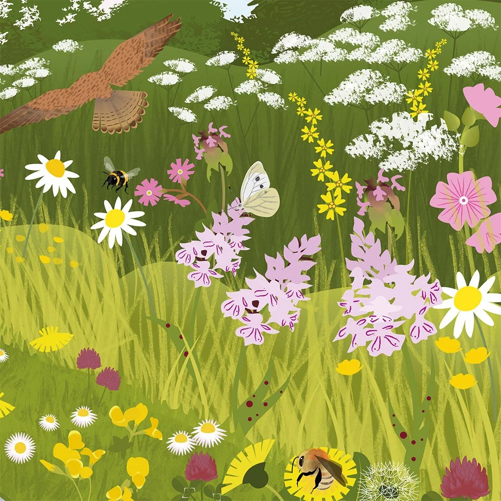 Rachel Hudson Illustration | Illustrating The Natural World | Editorial ...
