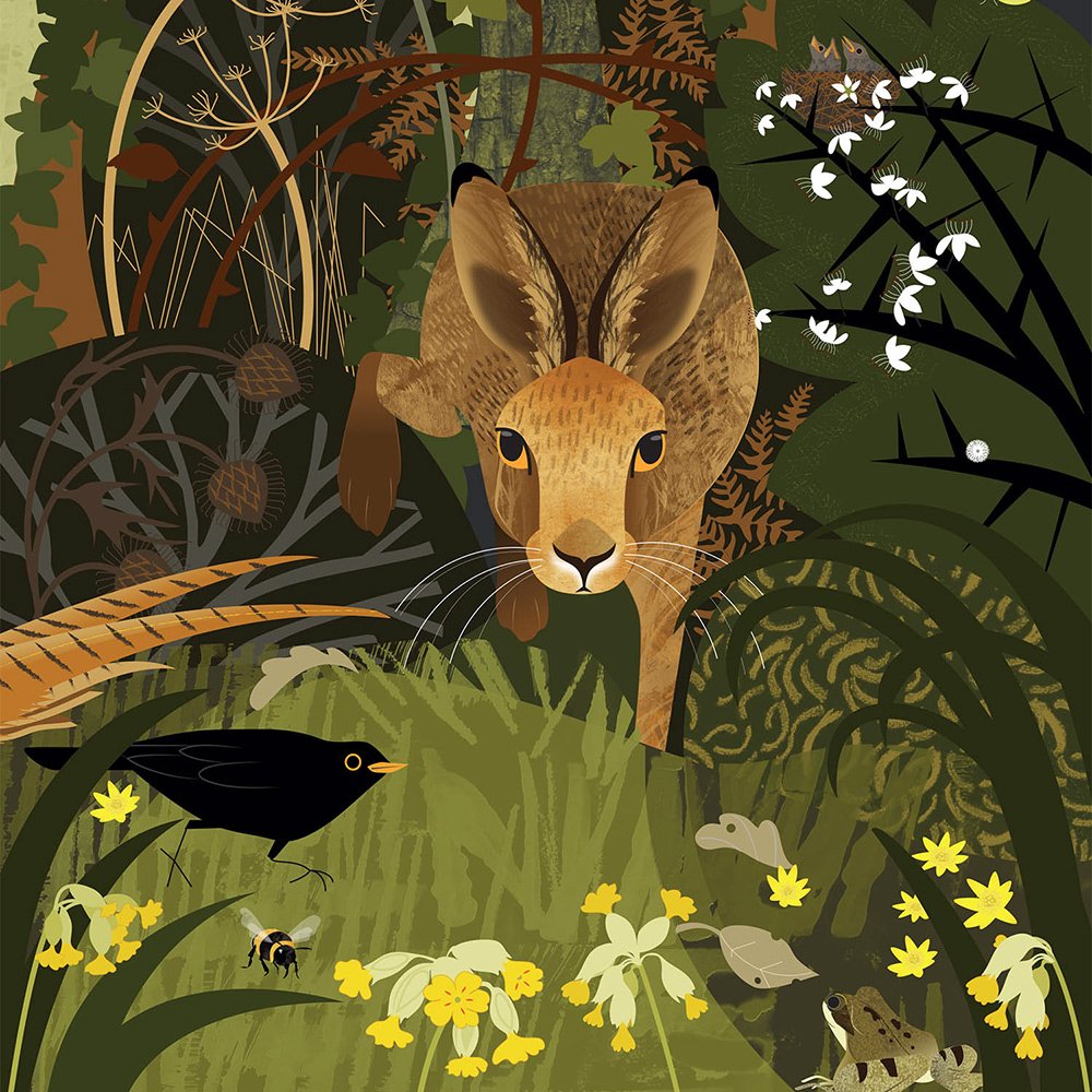 Rachel Hudson Illustration | Illustrating The Natural World | Editorial ...