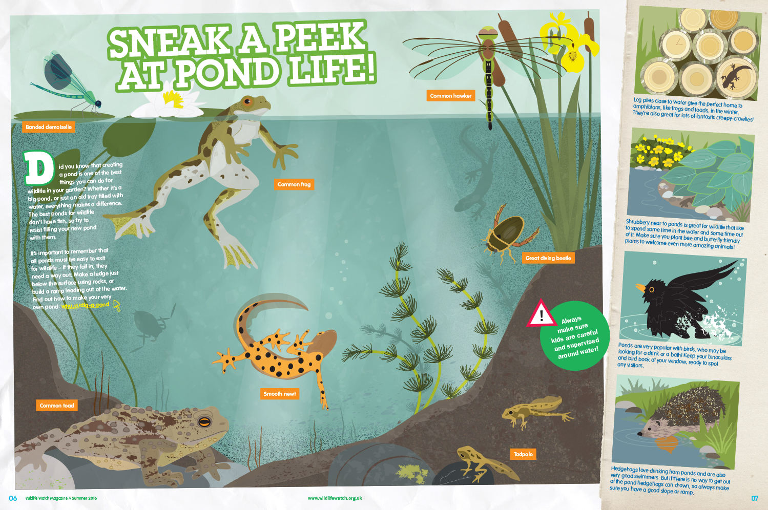 Wildlife Watch Magazine — Rachel Hudson Illustration | Illustrating The ...