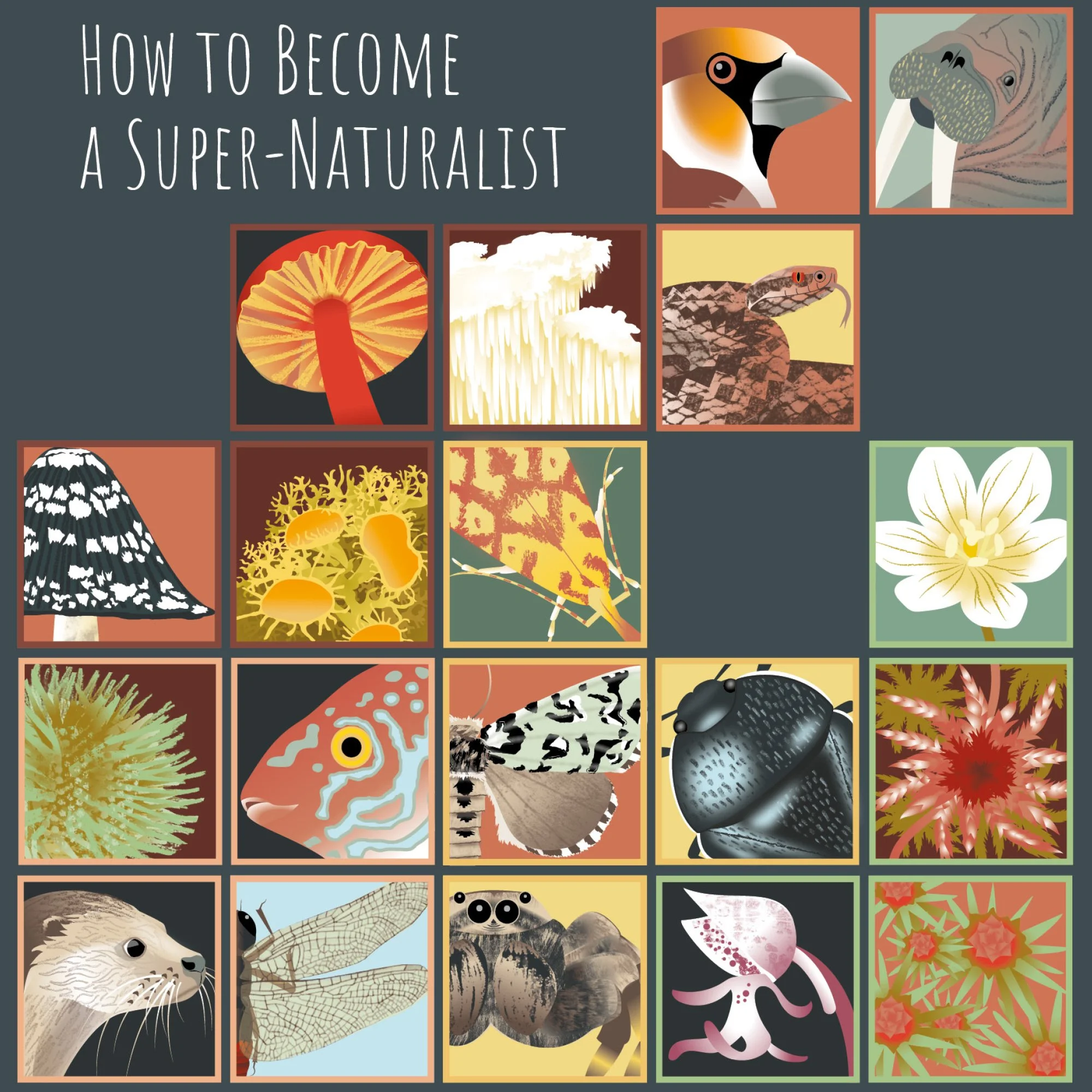 Rachel Hudson Illustration | Illustrating The Natural World | Editorial ...