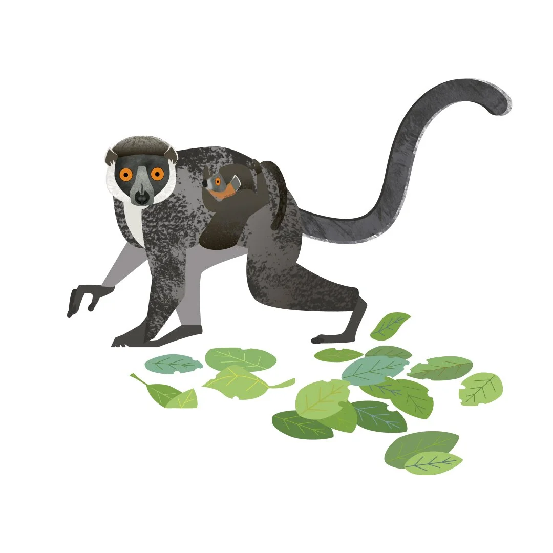 100 Lemurs Project - Duke Lemur Center — Rachel Hudson Illustration ...