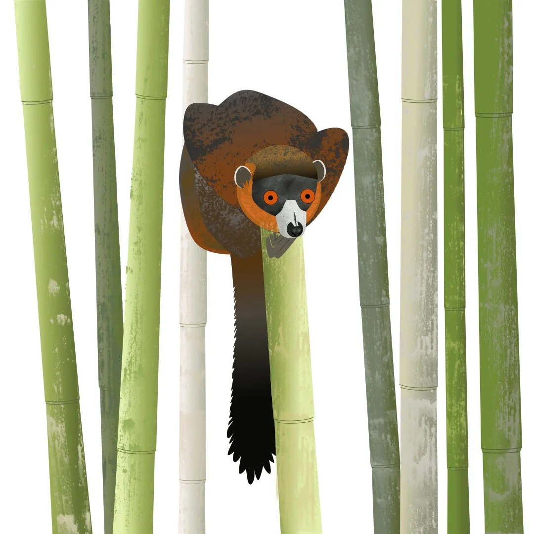 100 Lemurs Project - Duke Lemur Center — Rachel Hudson Illustration ...