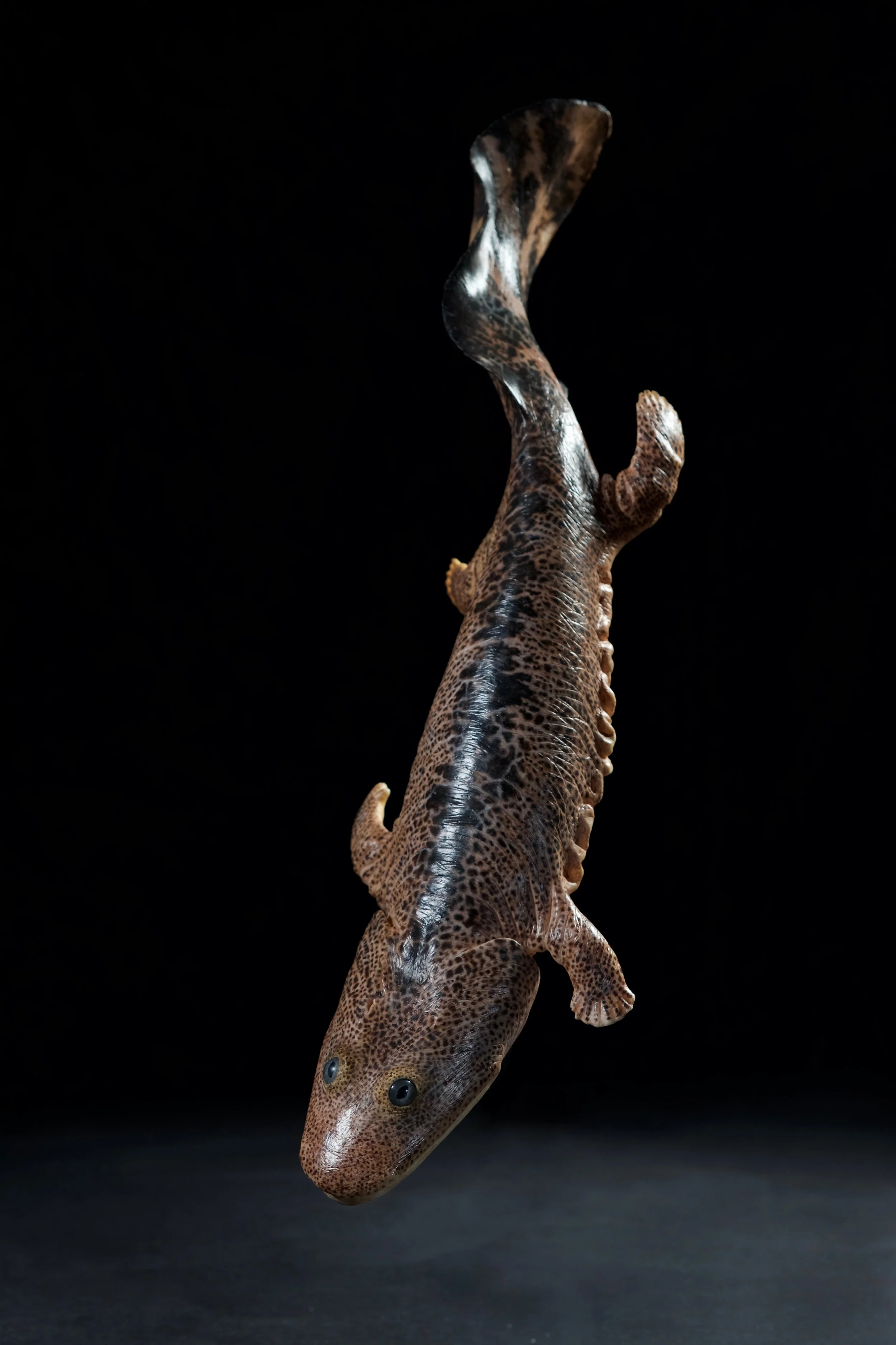 Acanthostega Skeleton