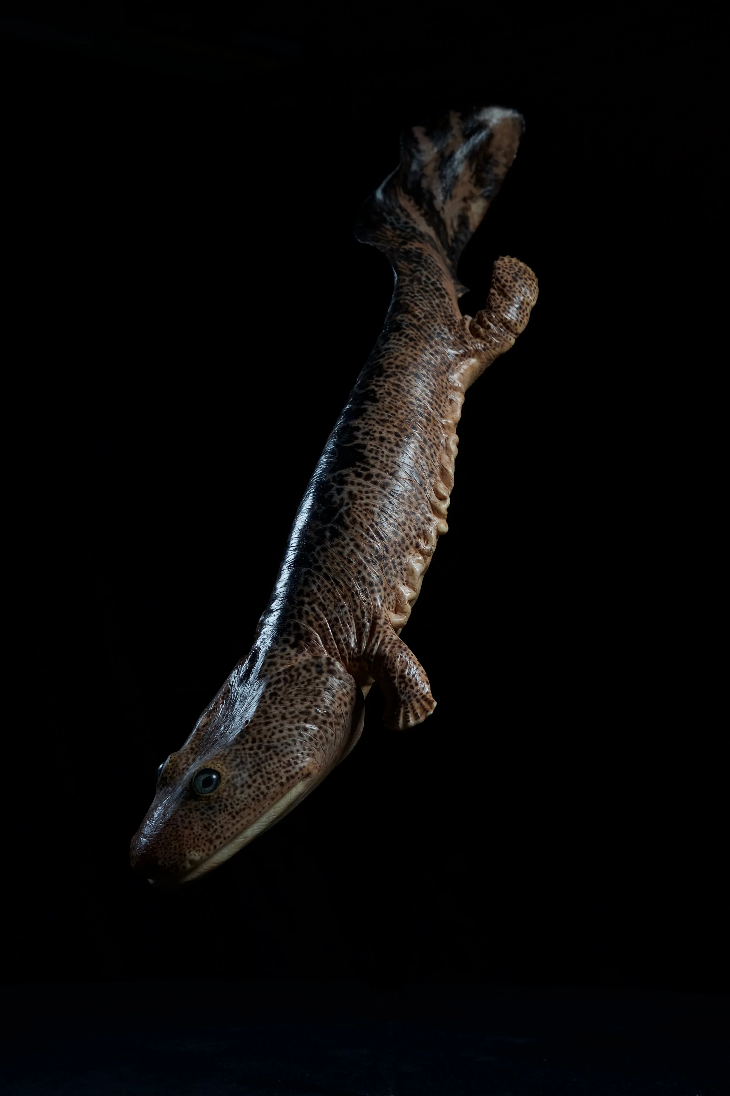 Acanthostega Skeleton