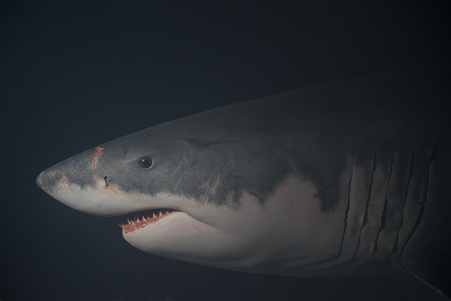 Carcharodon Carcharias Wallpaper