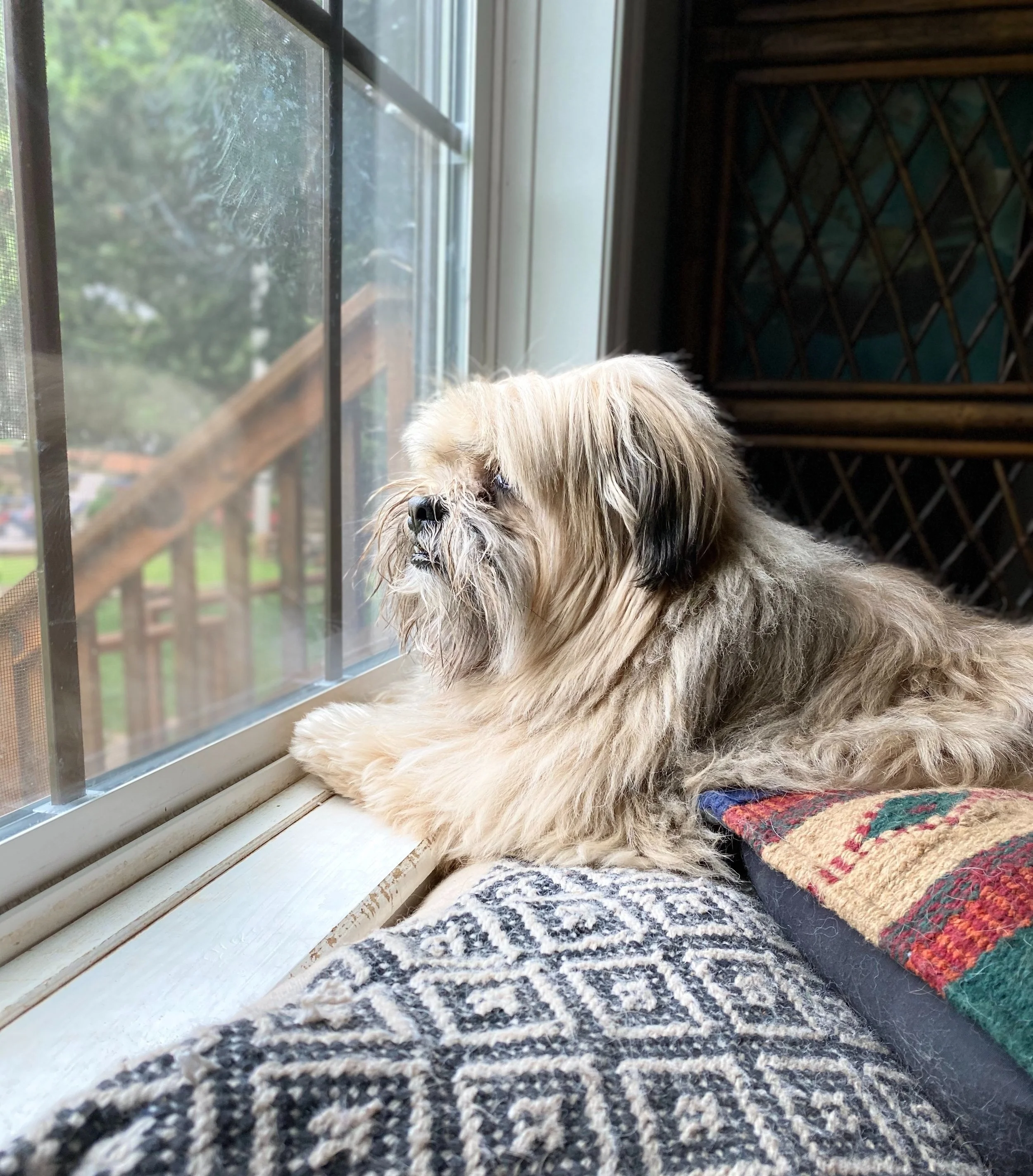Gertie's Doghouse | Small Dog Daycare in OKC