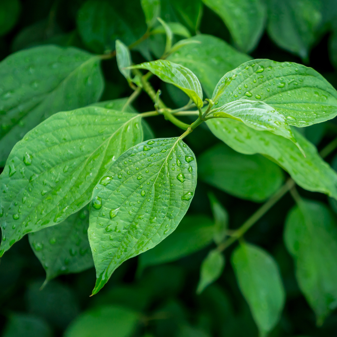 Take MAR - More Action for Regeneration