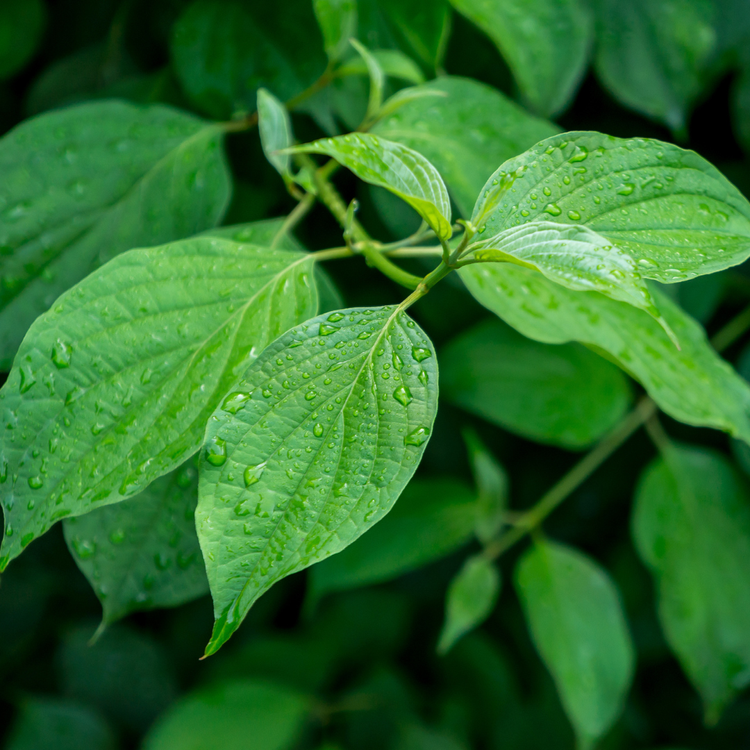 Take MAR - More Action for Regeneration