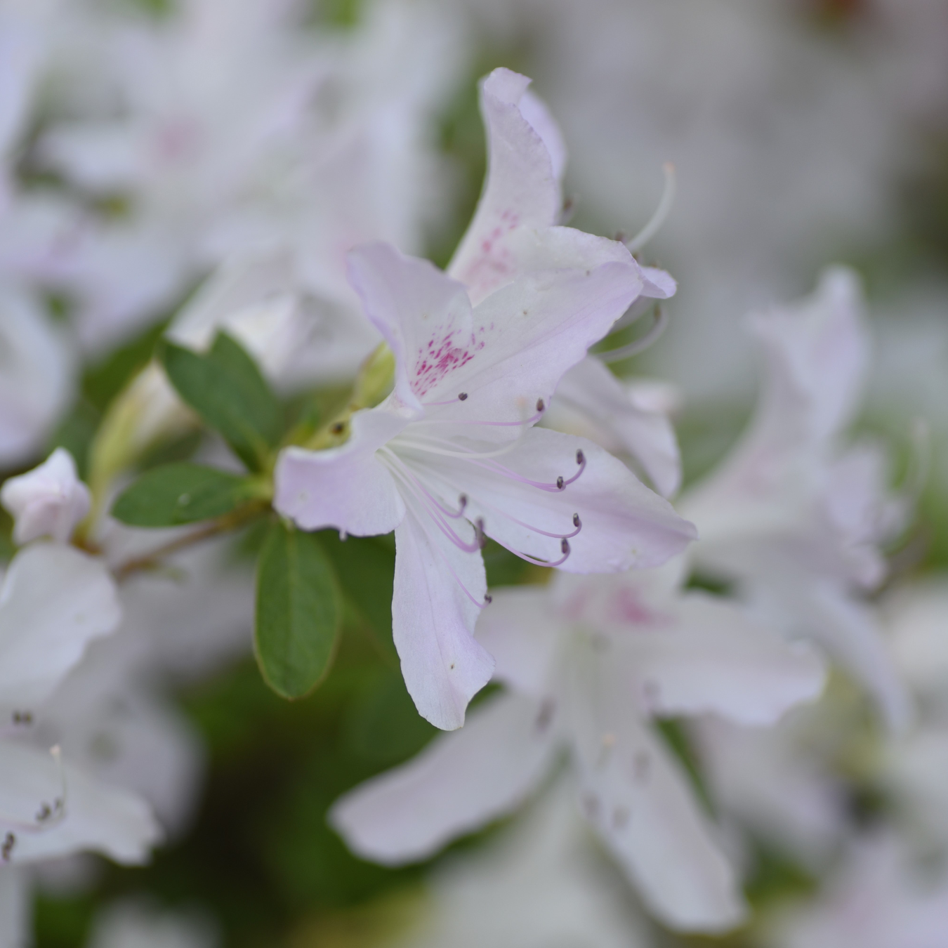 Take MAR - More Action for Regeneration