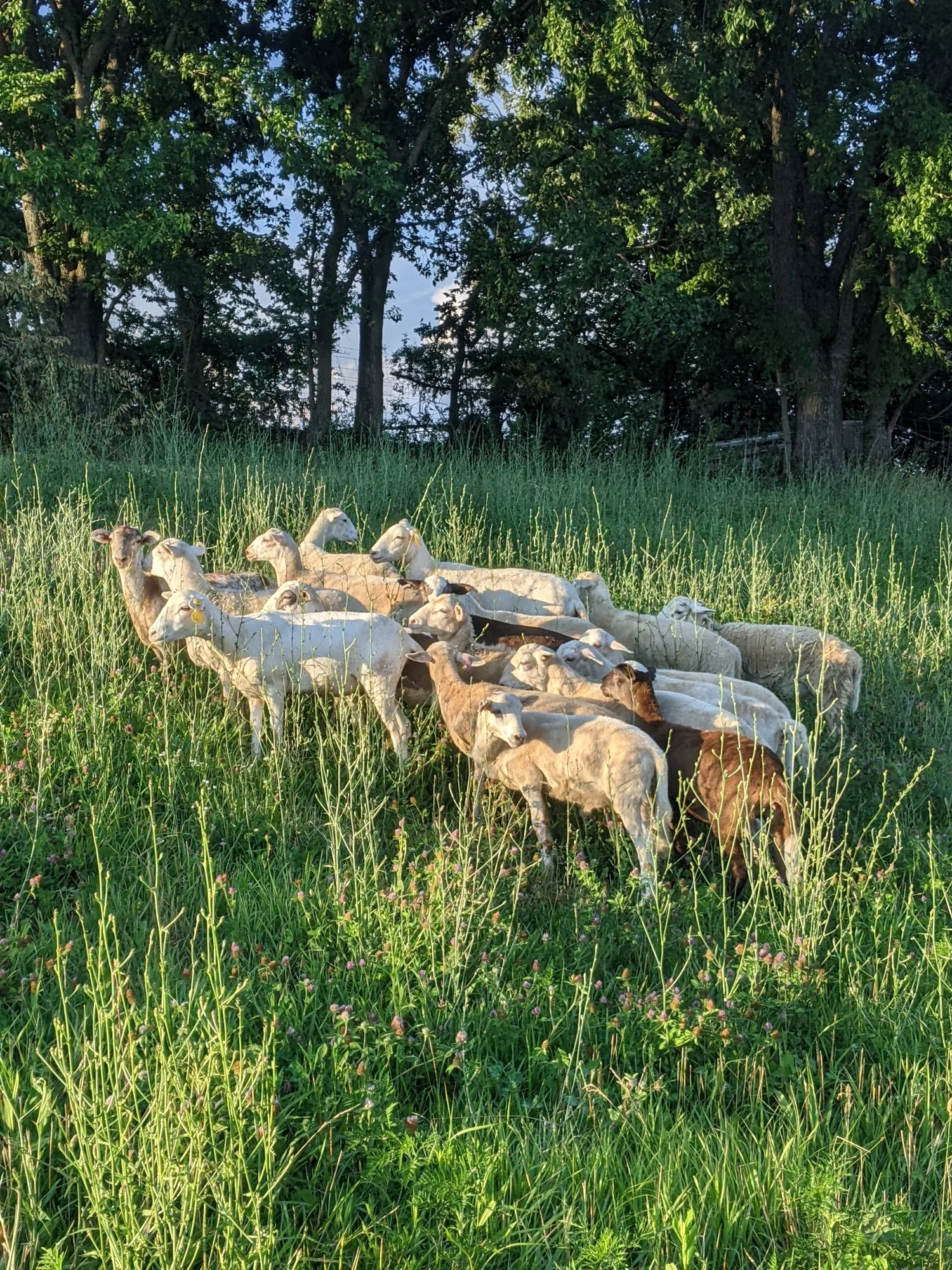 K&R Farm