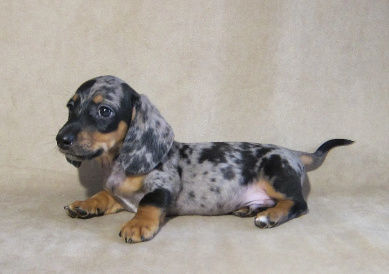 Available Puppies — Doxie Waggin Tails