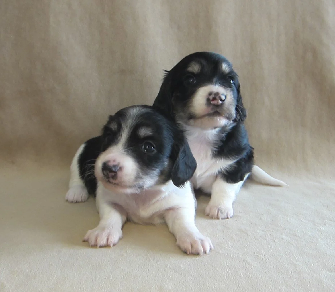 Available Puppies — Doxie Waggin Tails