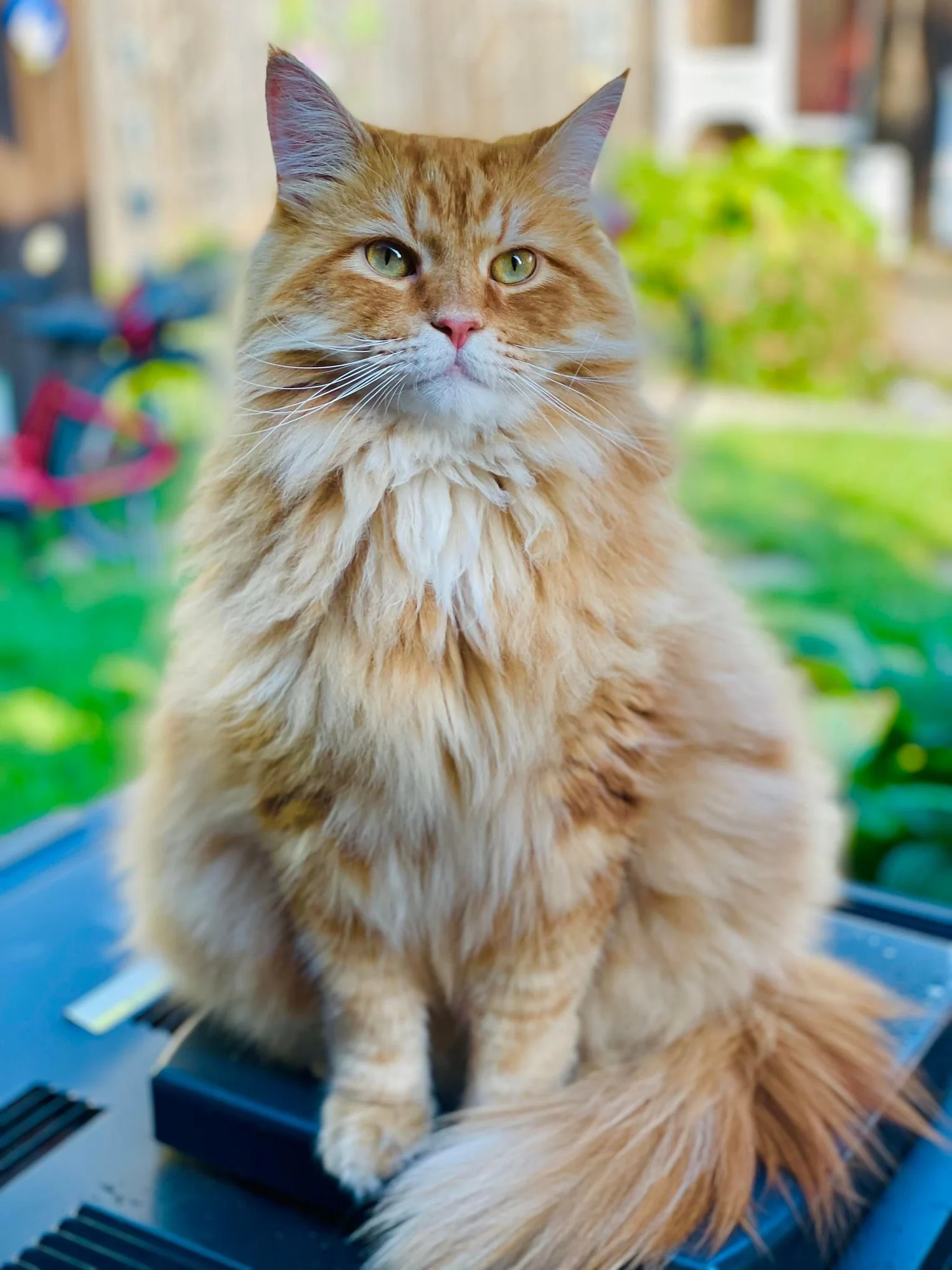 Available Kittens — Siberian Glory