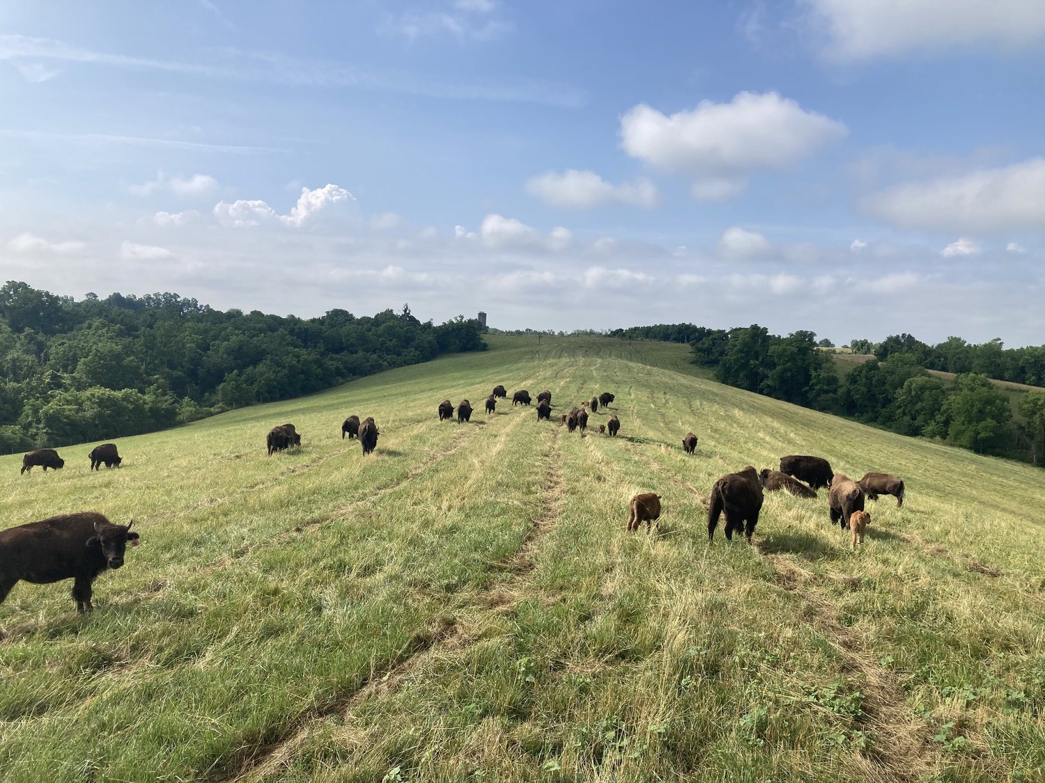 Bourbon County Bison | Pastured Raised & Rotationally Grazed Bison ...