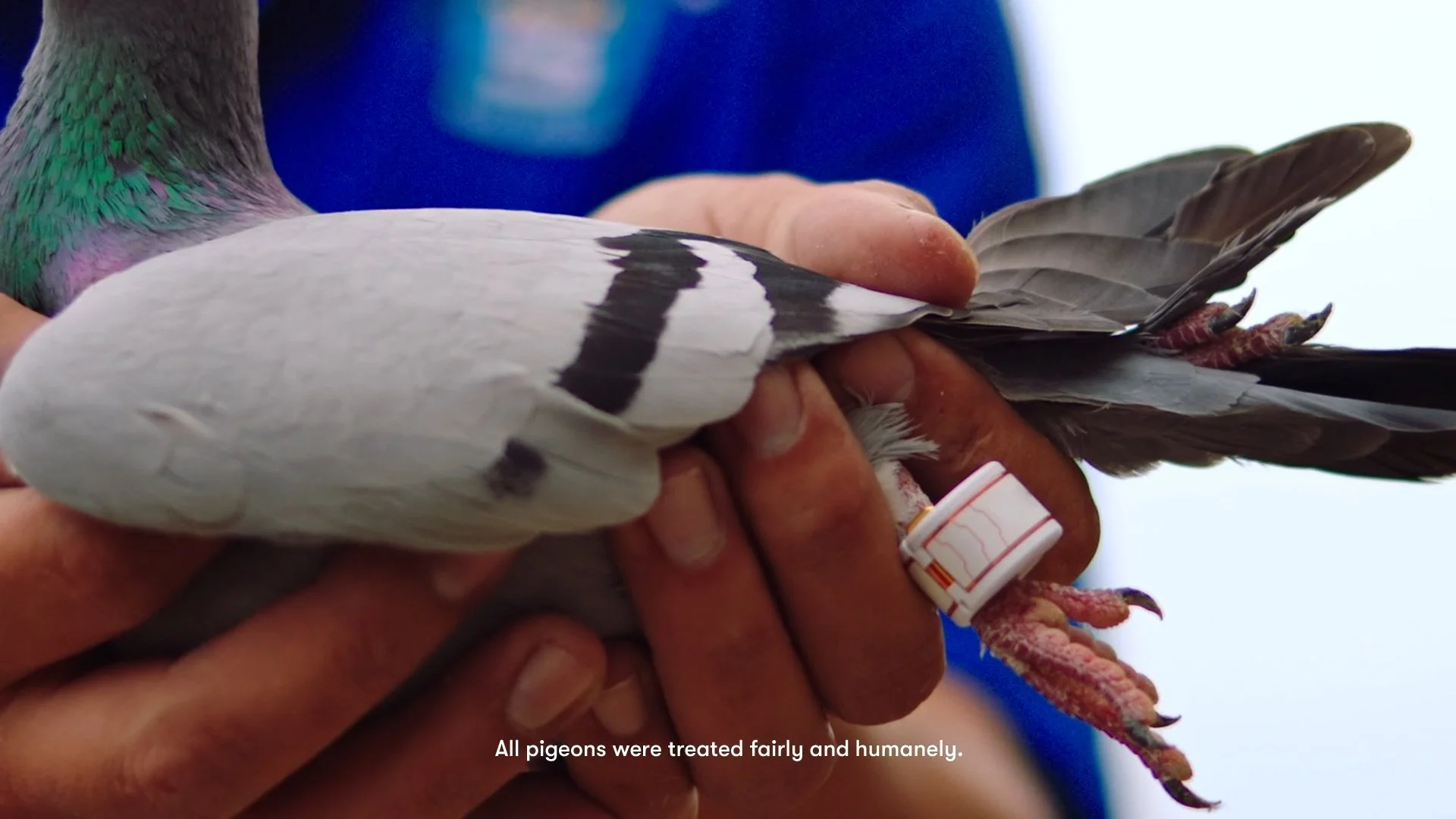 Take 5 - The Official Pigeon — Jason Goldberg