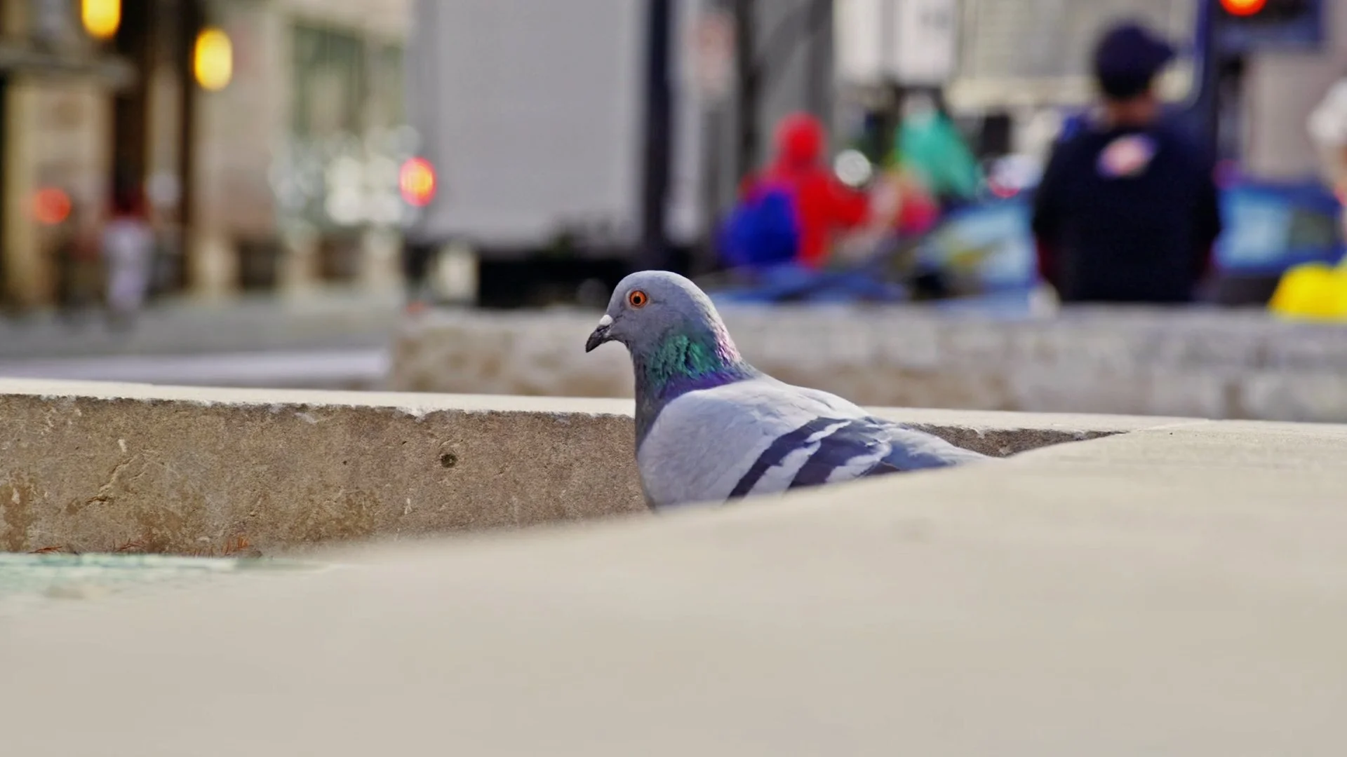 Take 5 - The Official Pigeon — Jason Goldberg