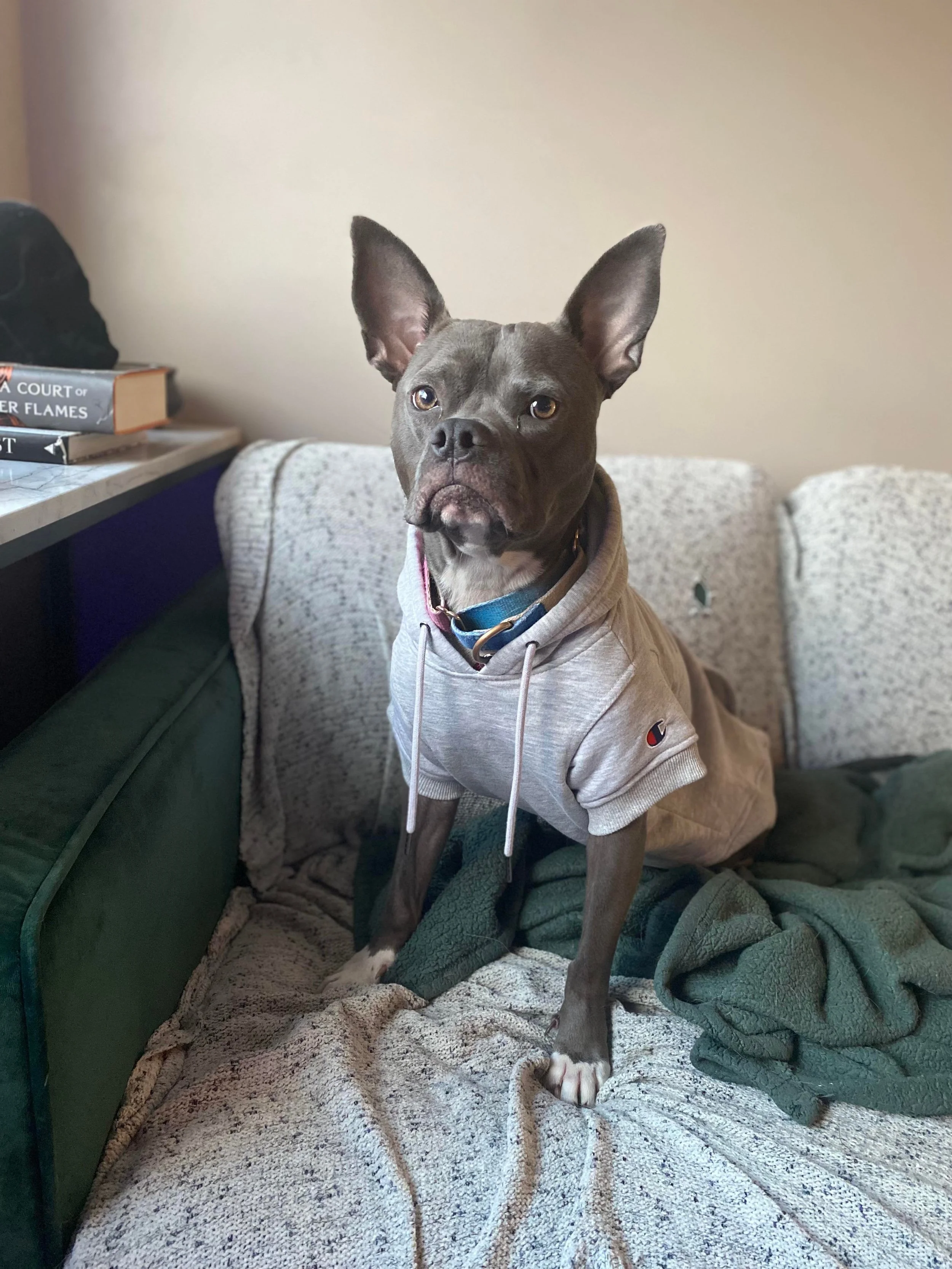 Available Dogs — Nirvana Animal Rescue