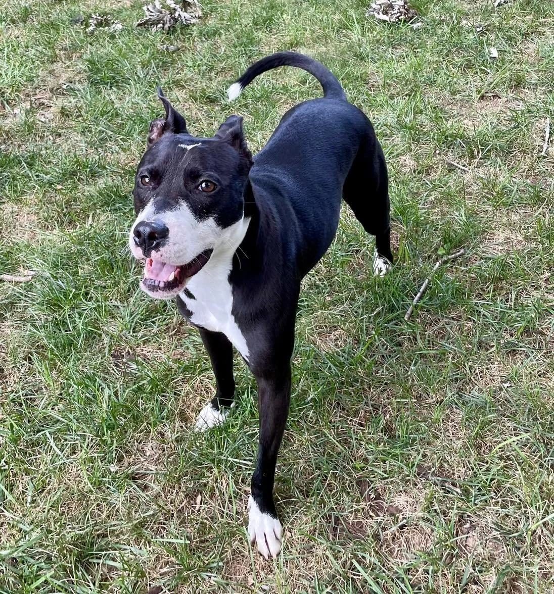 Available Dogs — Nirvana Animal Rescue