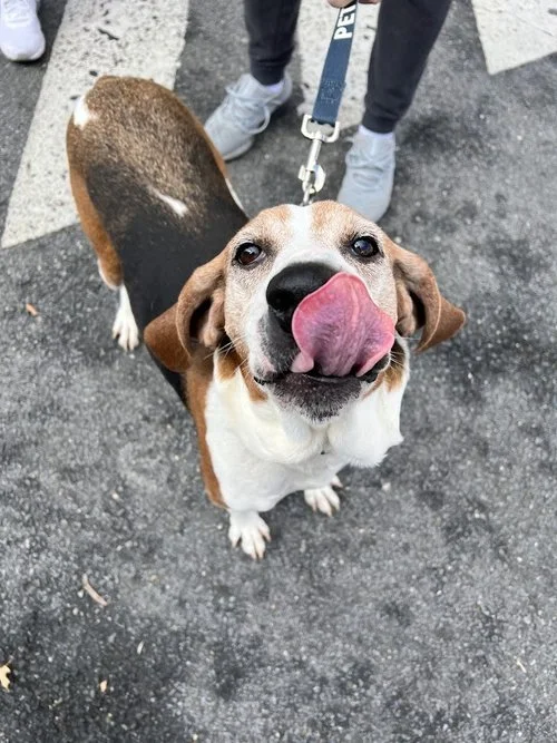 Available Dogs — Nirvana Animal Rescue