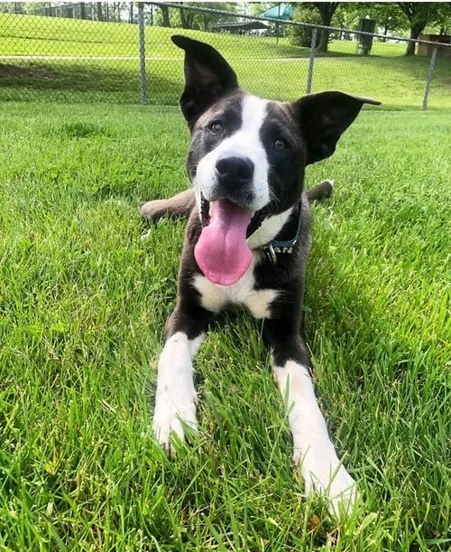 Available Dogs — Nirvana Animal Rescue