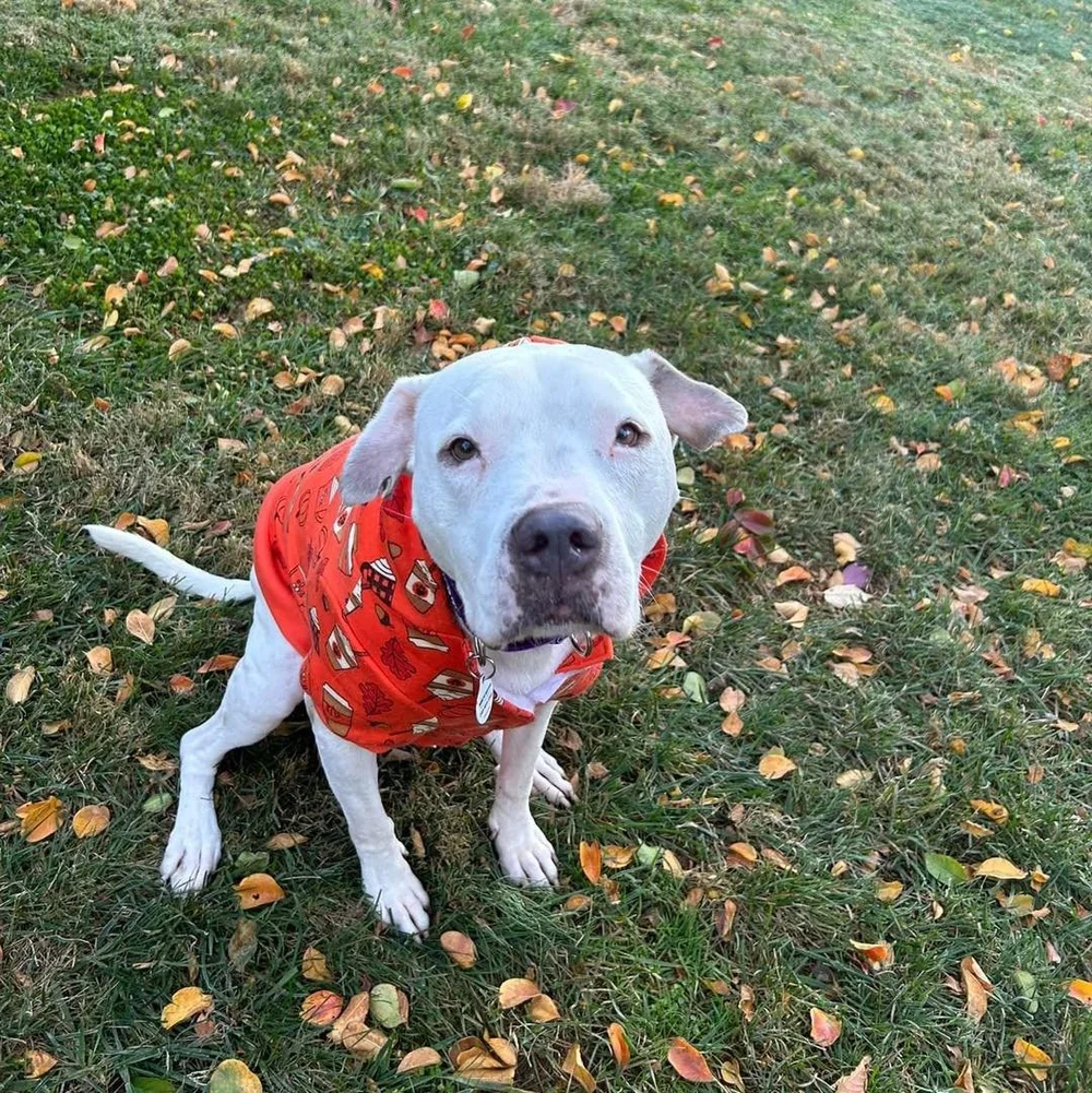 Available Dogs — Nirvana Animal Rescue