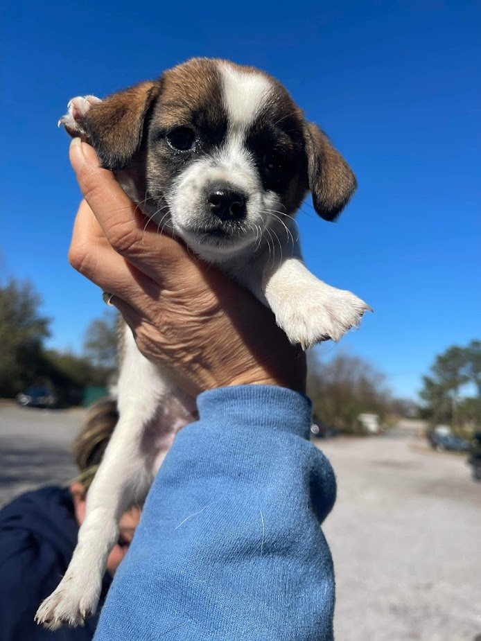 Available Dogs — Nirvana Animal Rescue