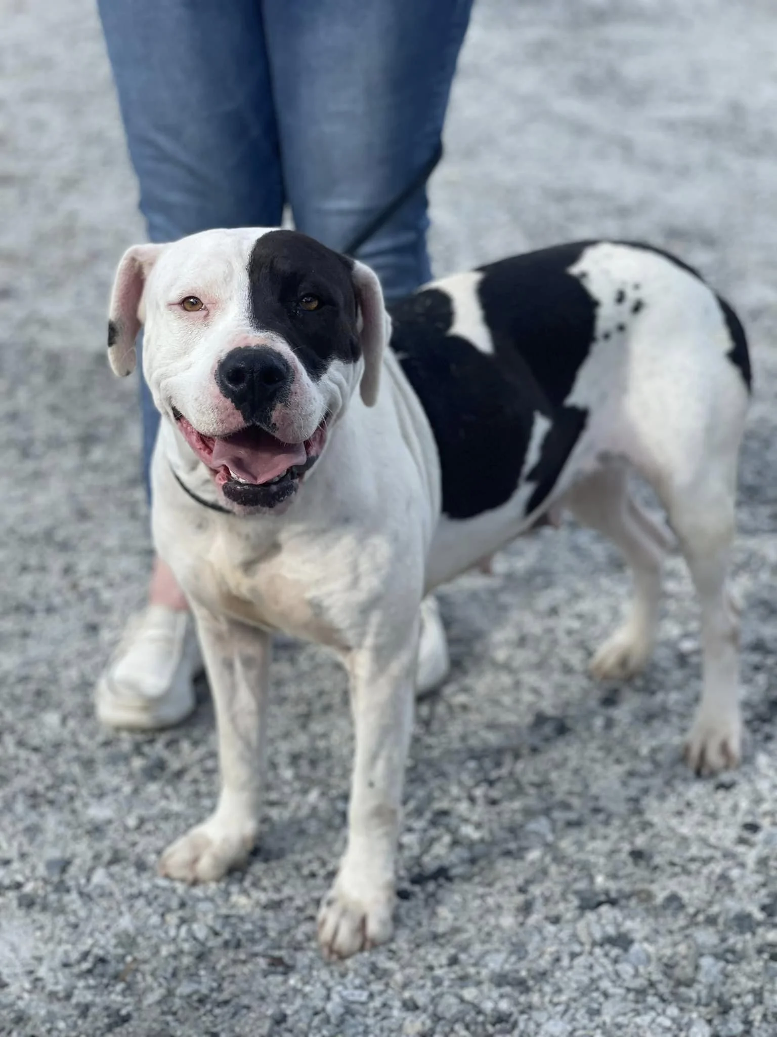 Available Dogs — Nirvana Animal Rescue