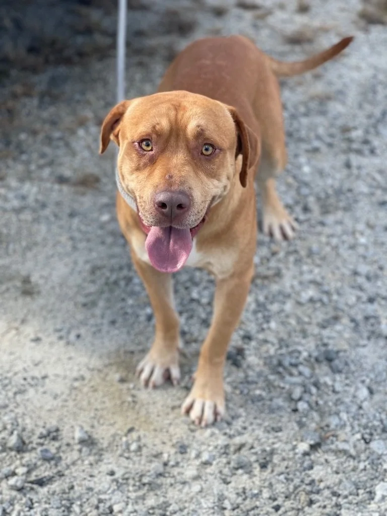 Available Dogs — Nirvana Animal Rescue