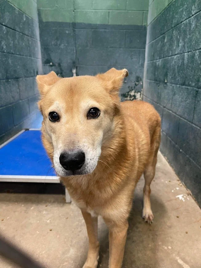 Available Dogs — Nirvana Animal Rescue