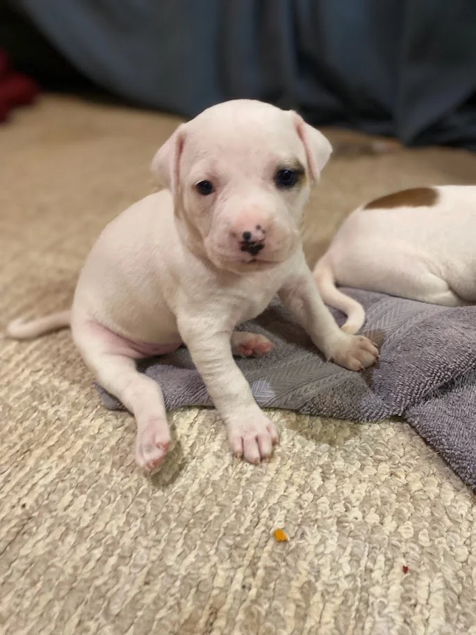 Available Dogs — Nirvana Animal Rescue