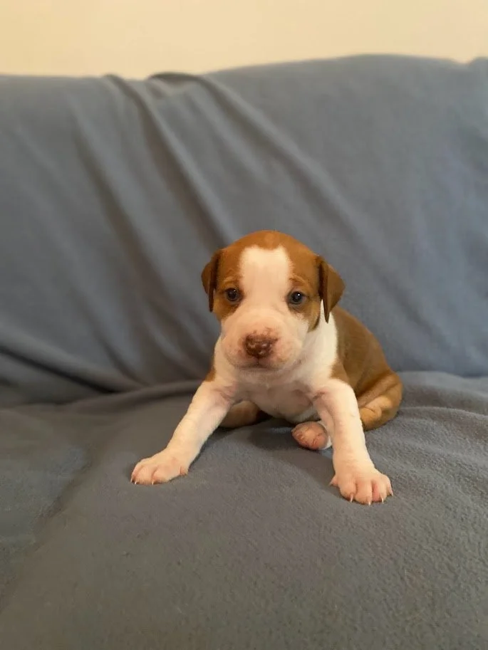 Available Dogs — Nirvana Animal Rescue