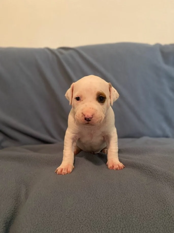 Available Dogs — Nirvana Animal Rescue