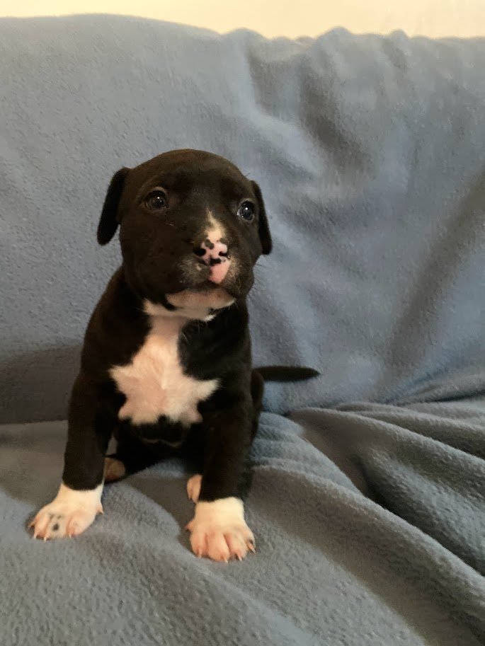 Available Dogs — Nirvana Animal Rescue