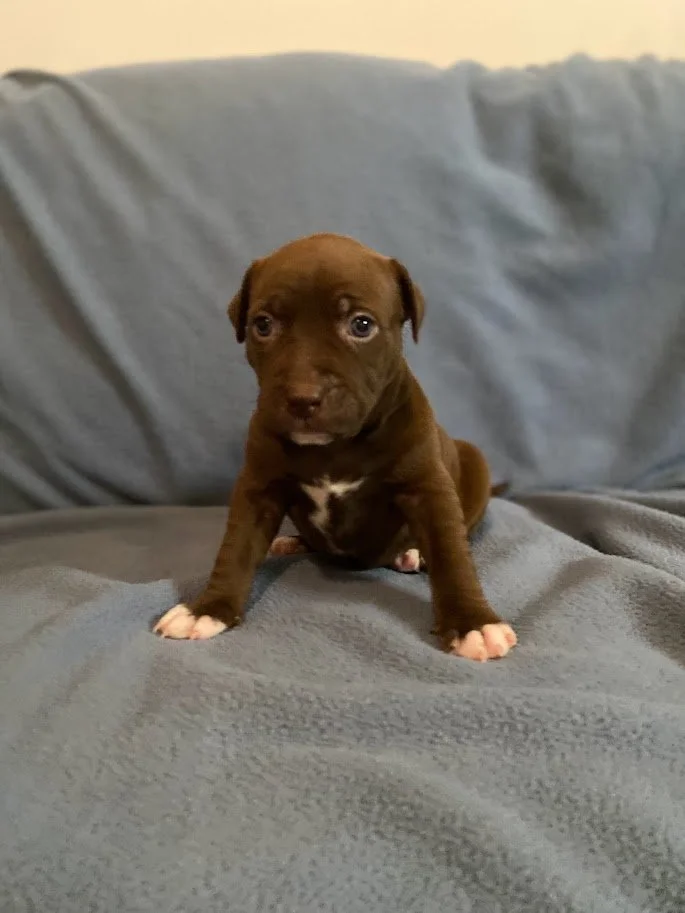 Available Dogs — Nirvana Animal Rescue