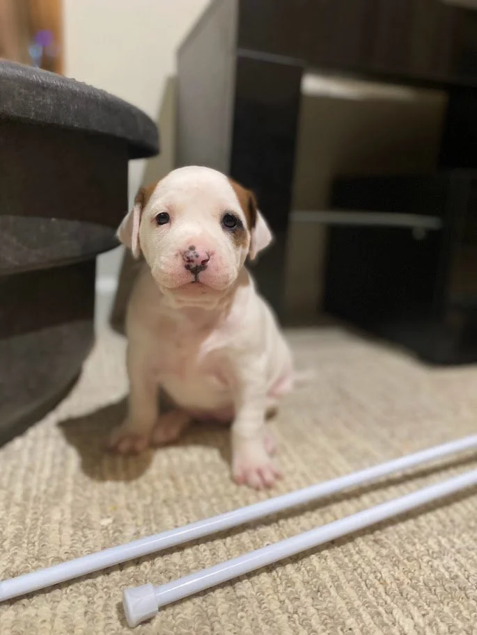 Available Dogs — Nirvana Animal Rescue