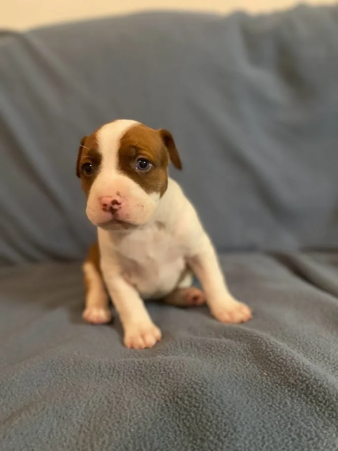 Available Dogs — Nirvana Animal Rescue