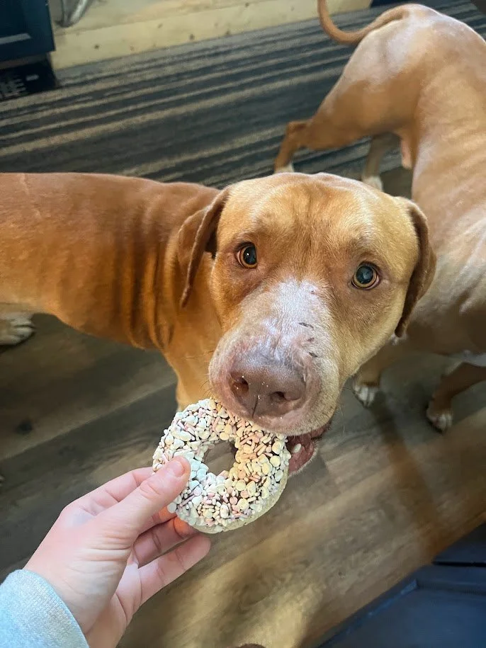 Available Dogs — Nirvana Animal Rescue