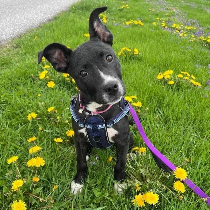 Available Dogs — Nirvana Animal Rescue